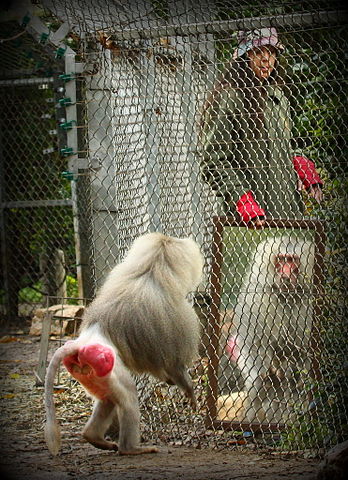 Layers of self awareness and animal cognition – SelfAwarePatterns
