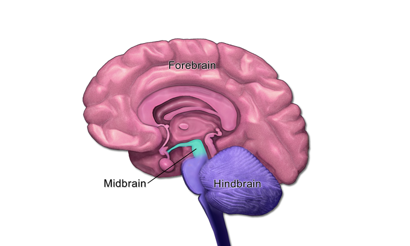 Blindsight explained and conscious perception – SelfAwarePatterns