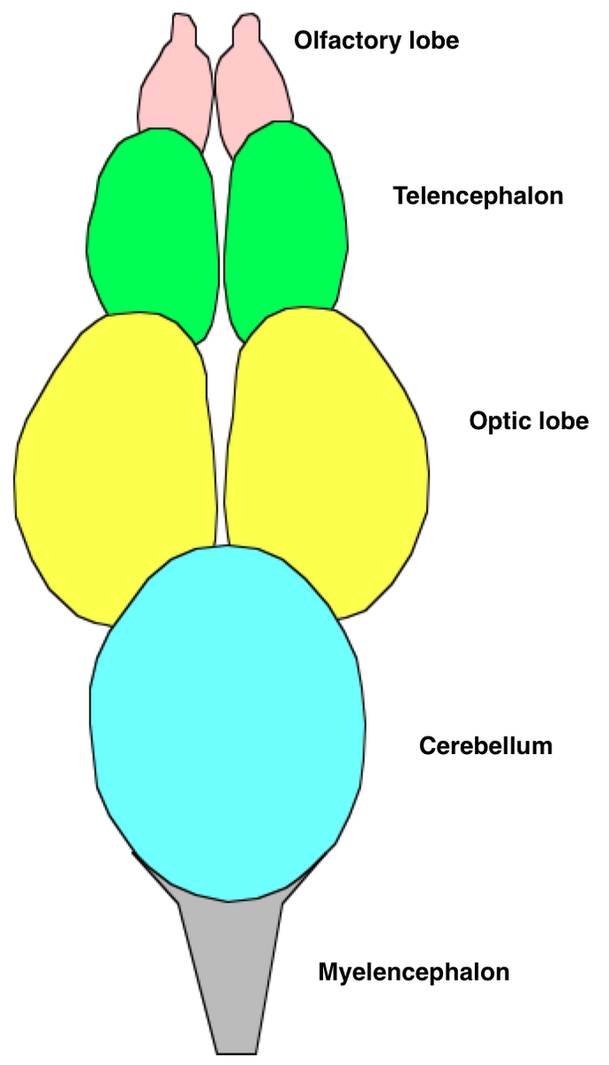 Did smell lead to consciousness? – SelfAwarePatterns